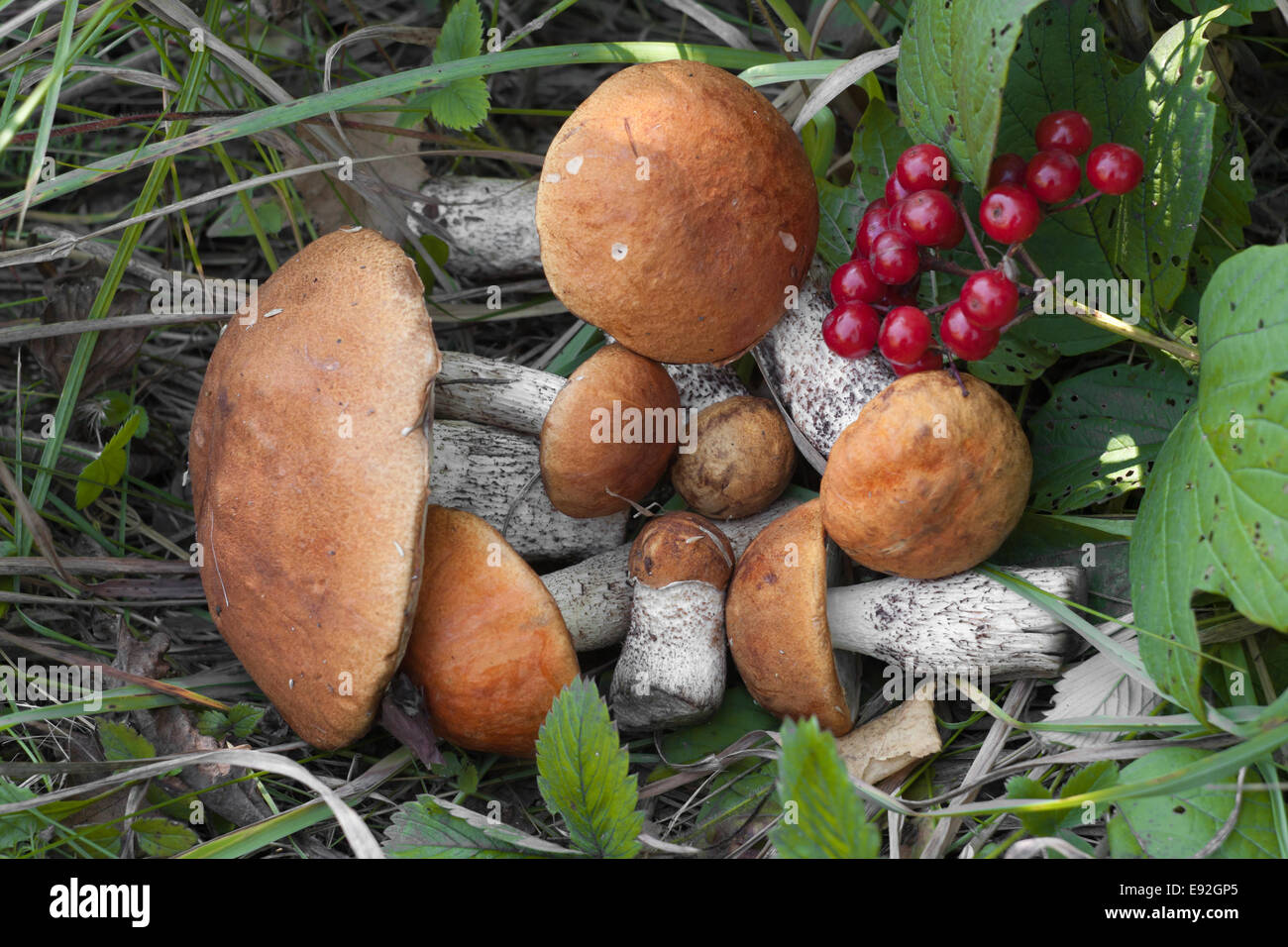 Orange cap boletus close hi-res stock photography and images - Alamy