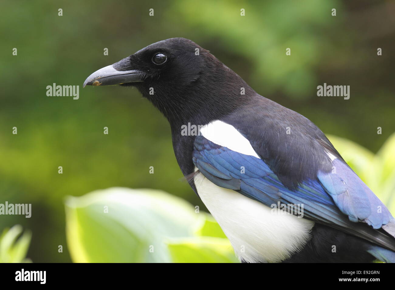 Magpie Stock Photo - Alamy Magpie Stock Photo - Alamy