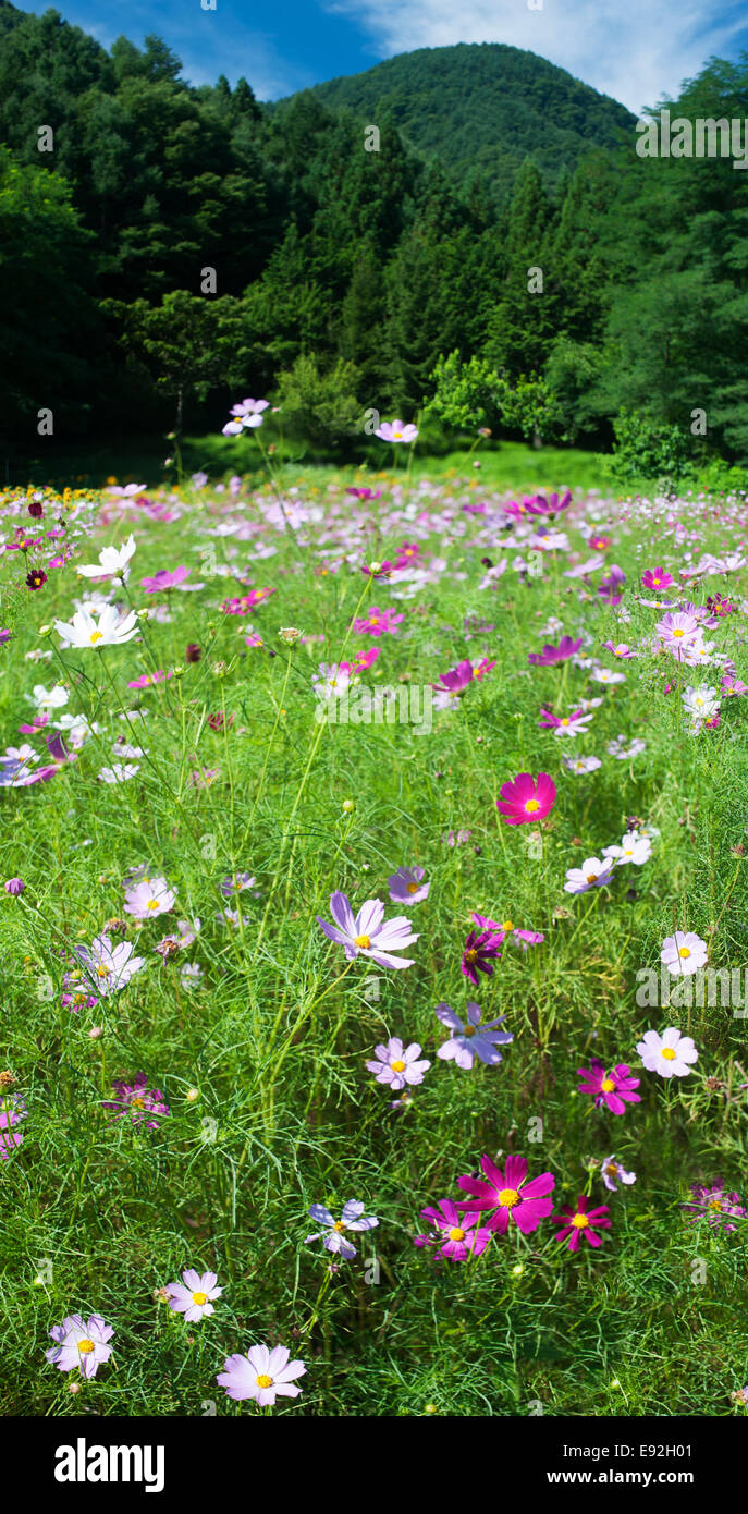 Summer landscape japanese alps hi-res stock photography and images - Alamy