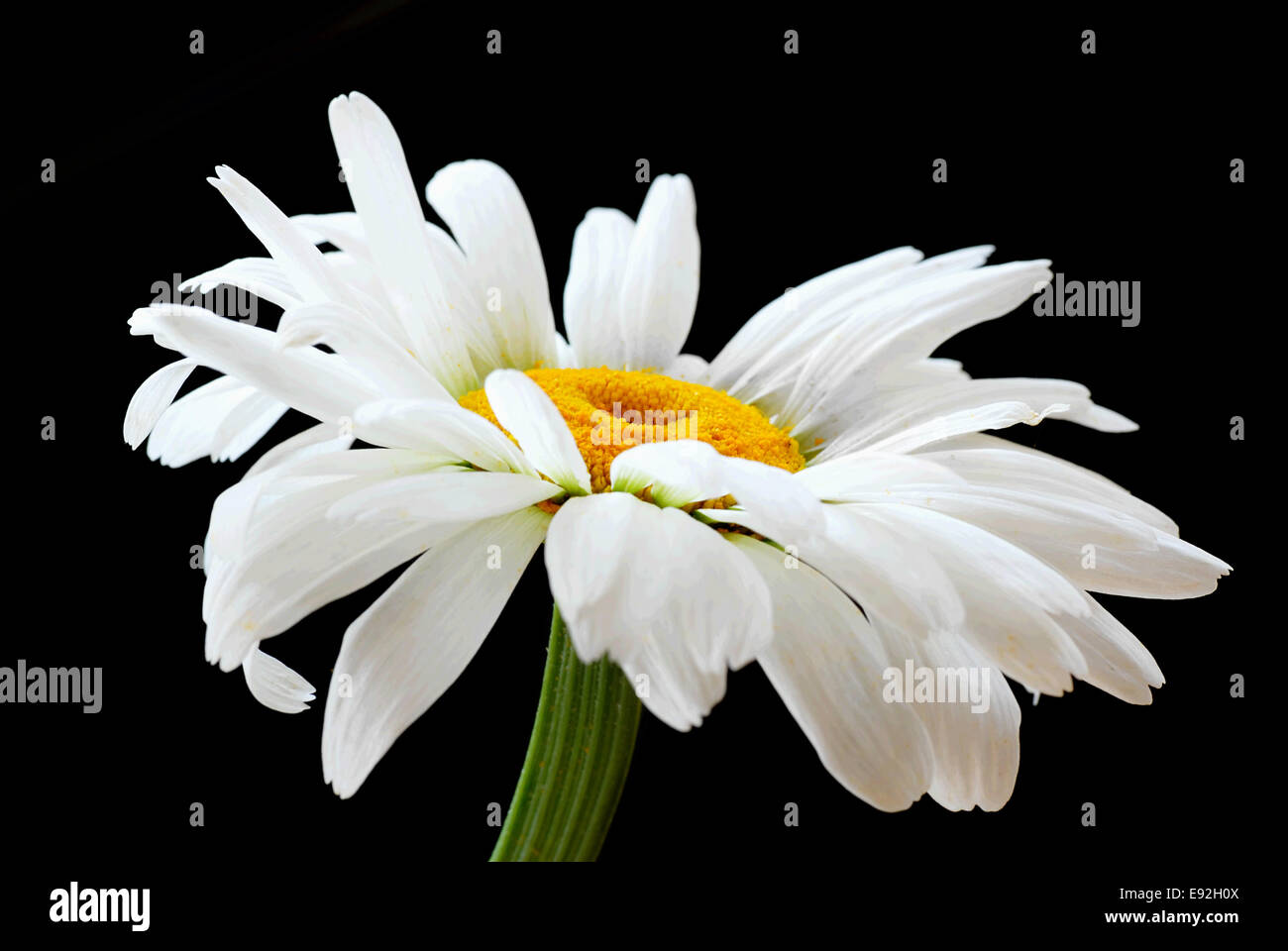 Beautiful daisy flower Stock Photo - Alamy