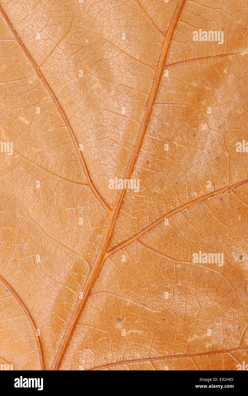 Brown autumn leaf texture Stock Photo - Alamy