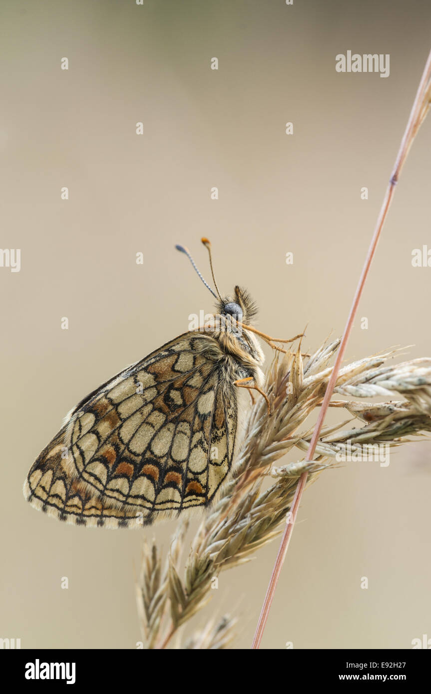 Heath Fritillary, (Melitaea athalia Stock Photo - Alamy