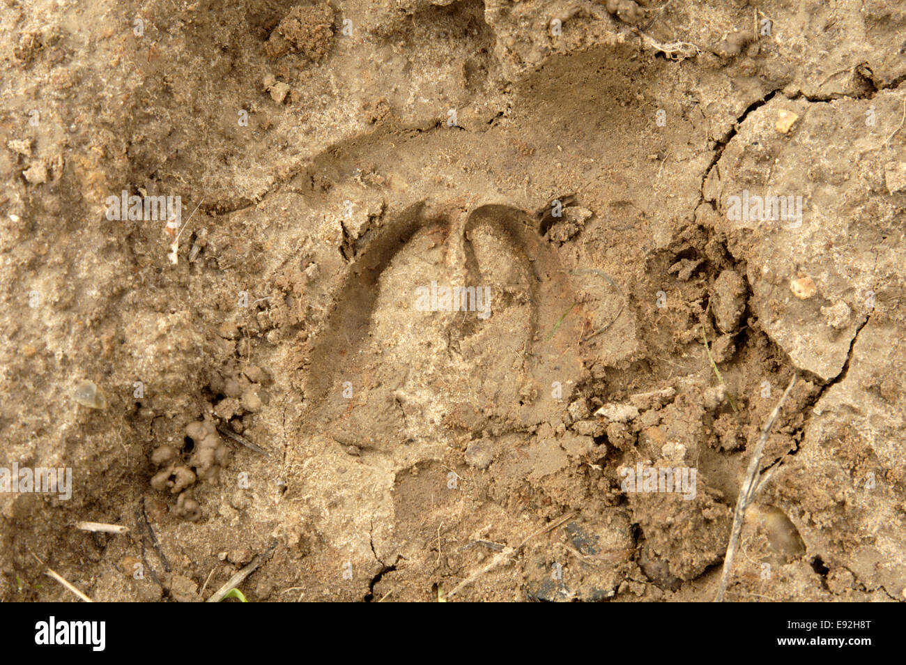 Sheep hoof prints hi-res stock photography and images - Alamy