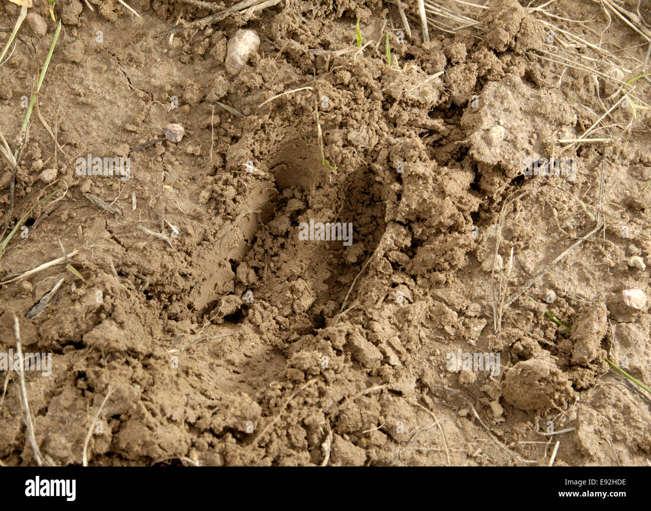 Sheep hoof print - Ovis aries Stock Photo - Alamy