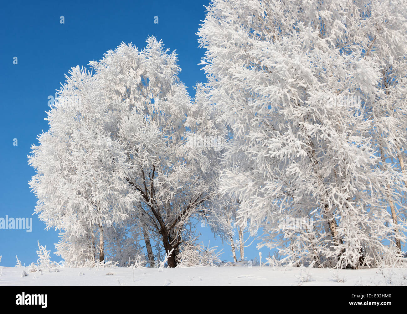 trees in frost Stock Photo - Alamy
