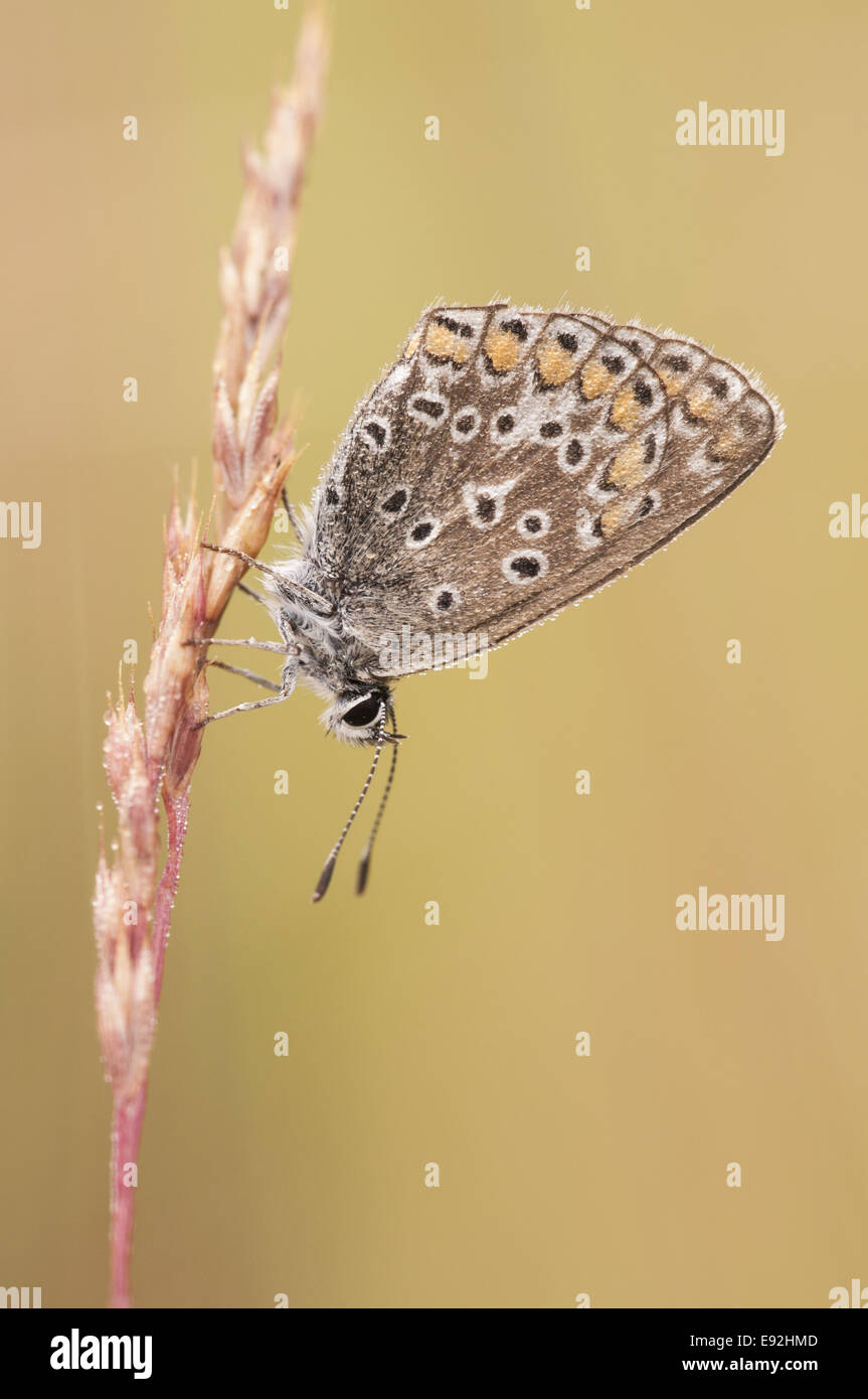 Brown Argus (Aricia agestis), Germany Stock Photo - Alamy