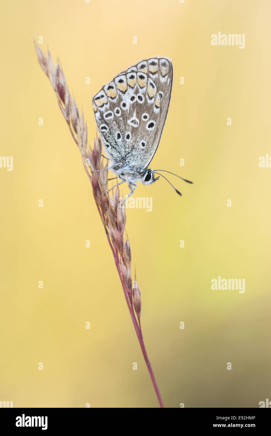 Brown Argus (Aricia agestis), Germany Stock Photo - Alamy