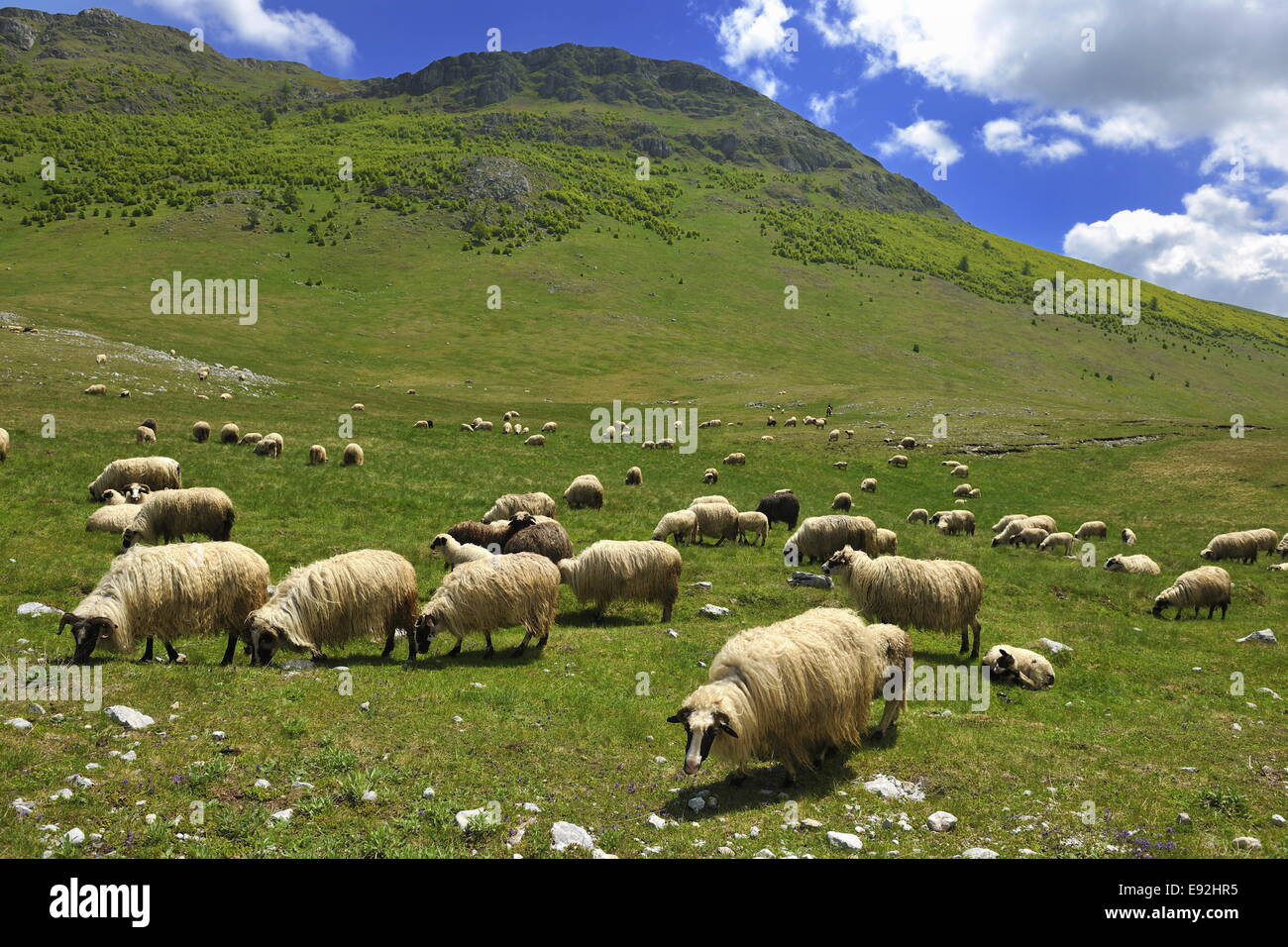 sheeps in nature Stock Photo - Alamy