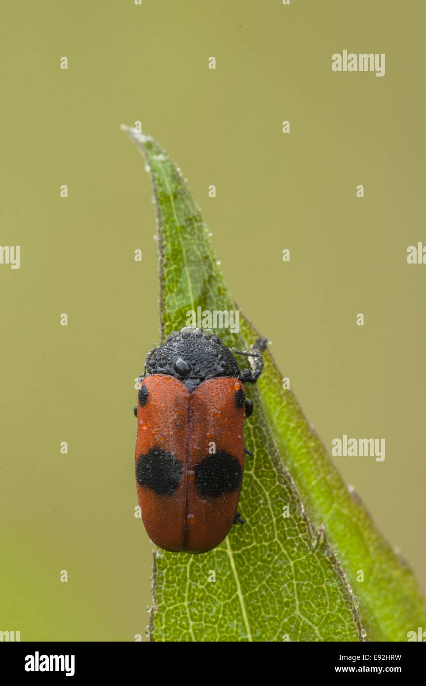 short-horned leaf beetles (Clytra laeviuscula Stock Photo - Alamy