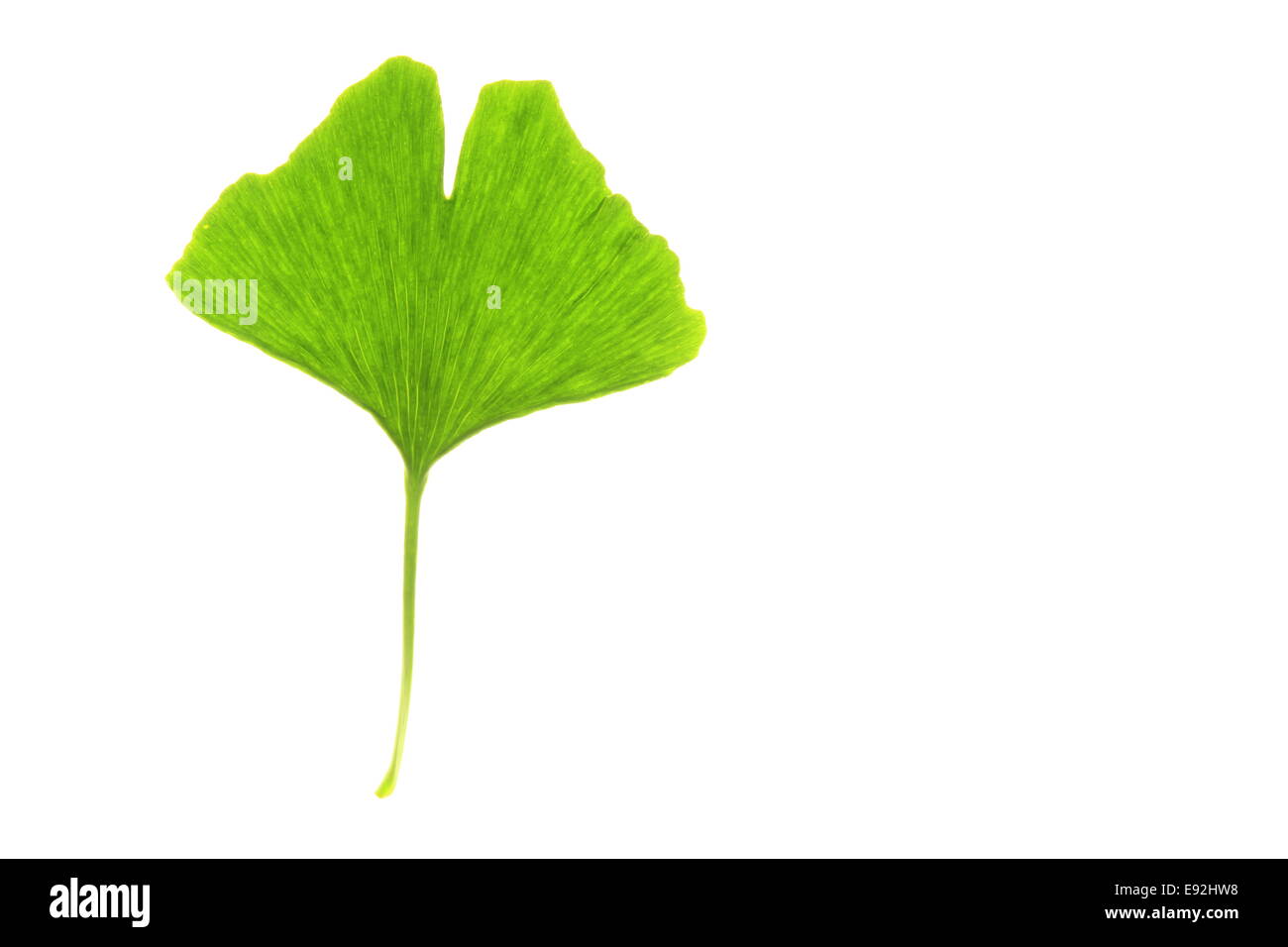 Ginkgotee hi-res stock photography and images - Alamy