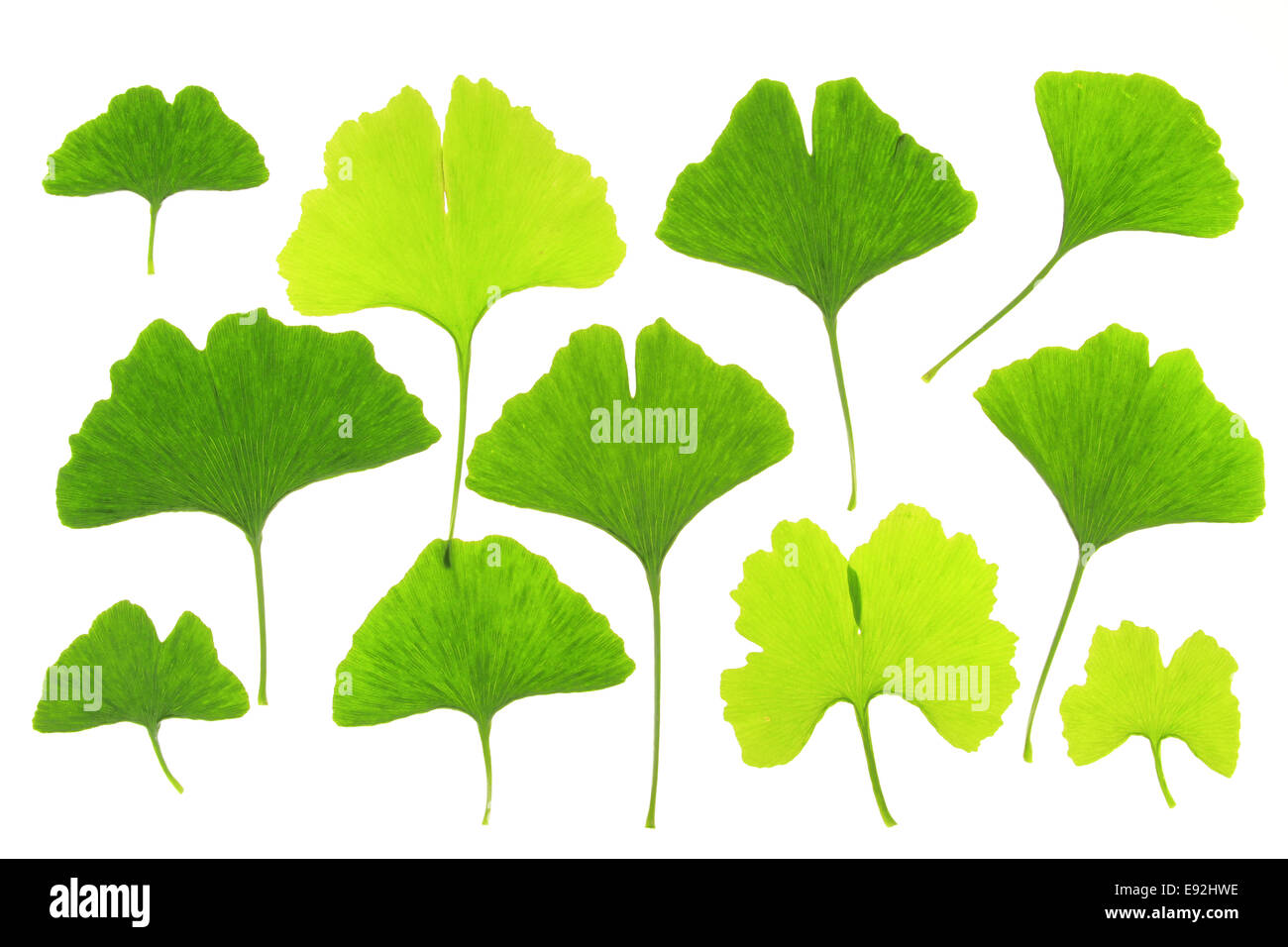 Ginkgoales blatt hi-res stock photography and images - Alamy