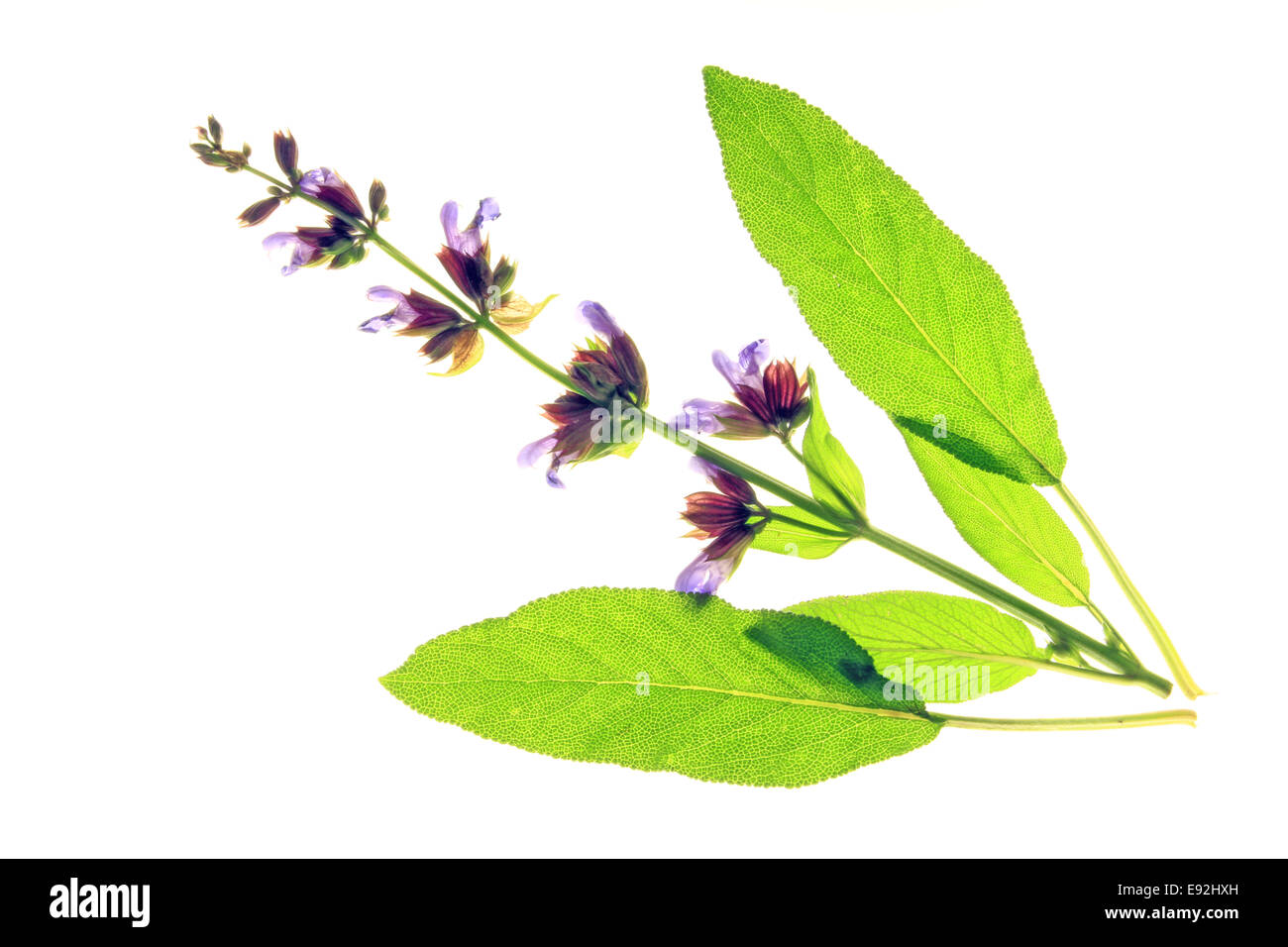 Salvia officinalis fresh leaves Cut Out Stock Images & Pictures - Alamy