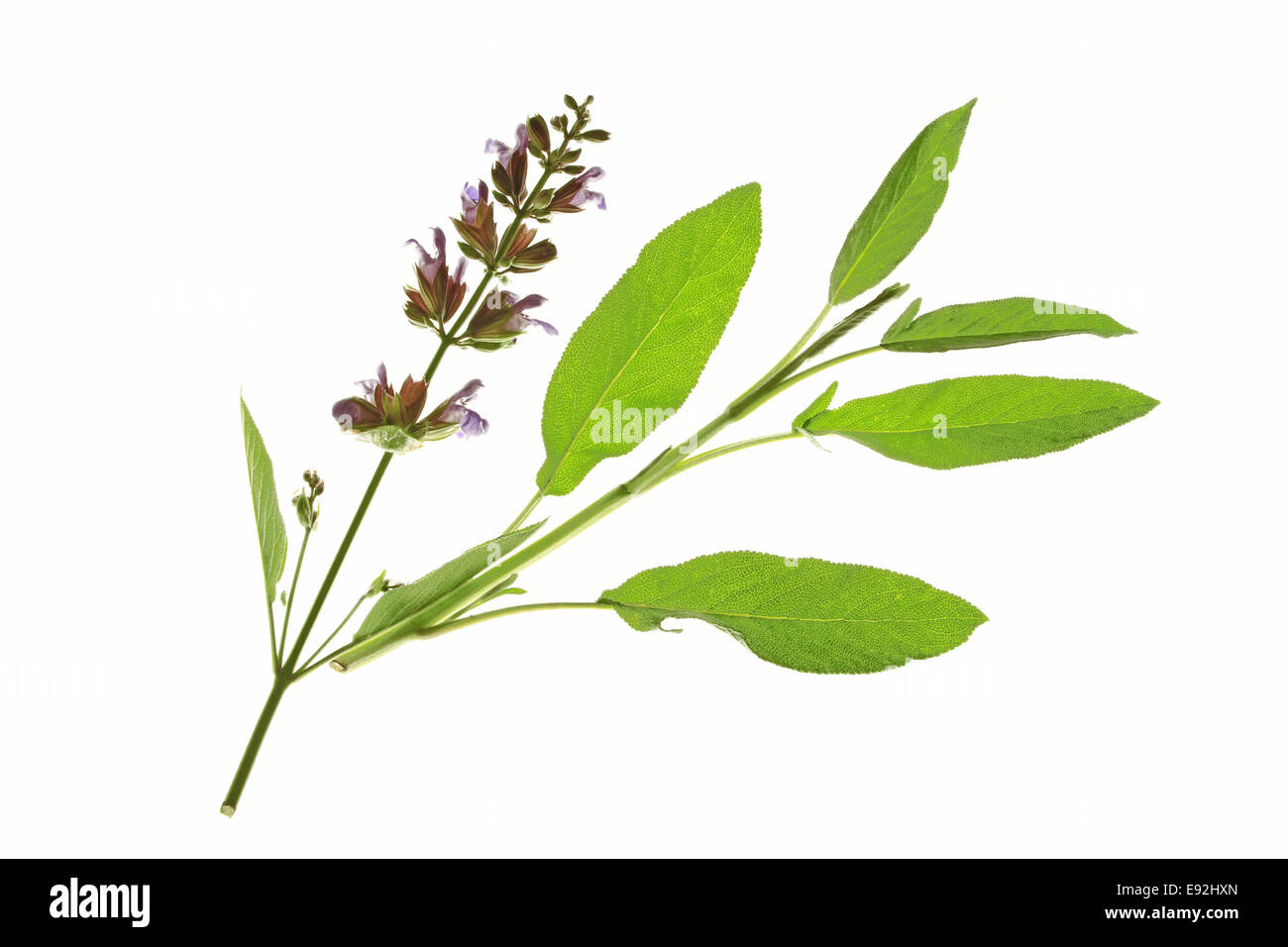 Salvia botanical Cut Out Stock Images & Pictures - Alamy
