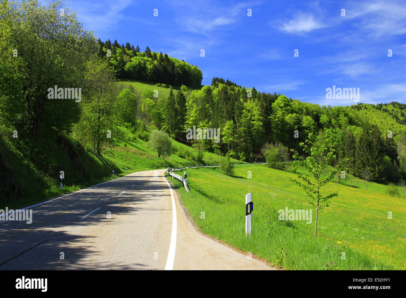 Trees in black forest germany hi-res stock photography and images - Alamy