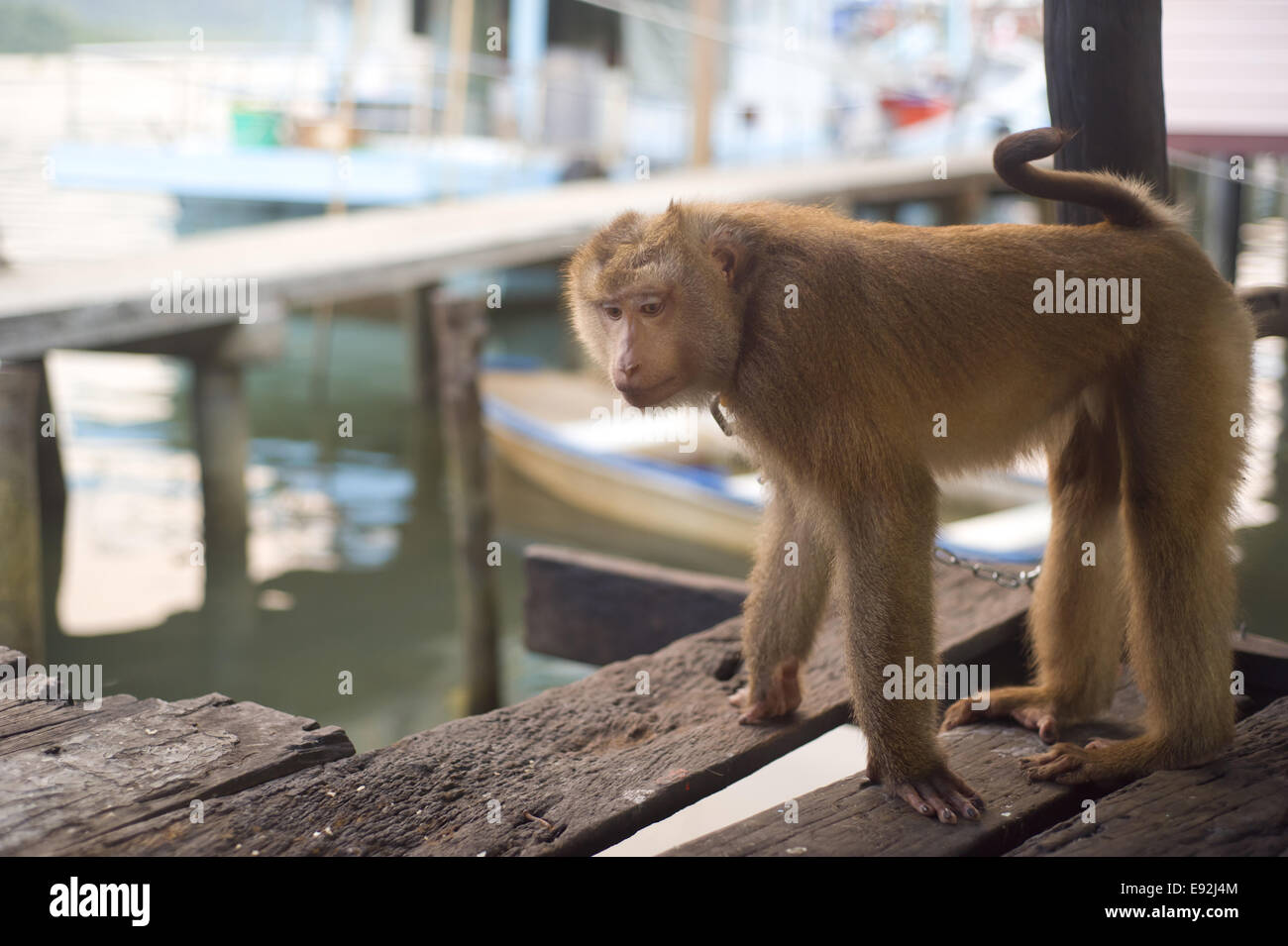 Sad monkey expression hi-res stock photography and images - Alamy
