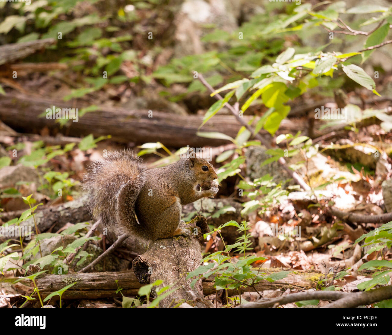 Baby squirrel in forest Stock Photo - Alamy