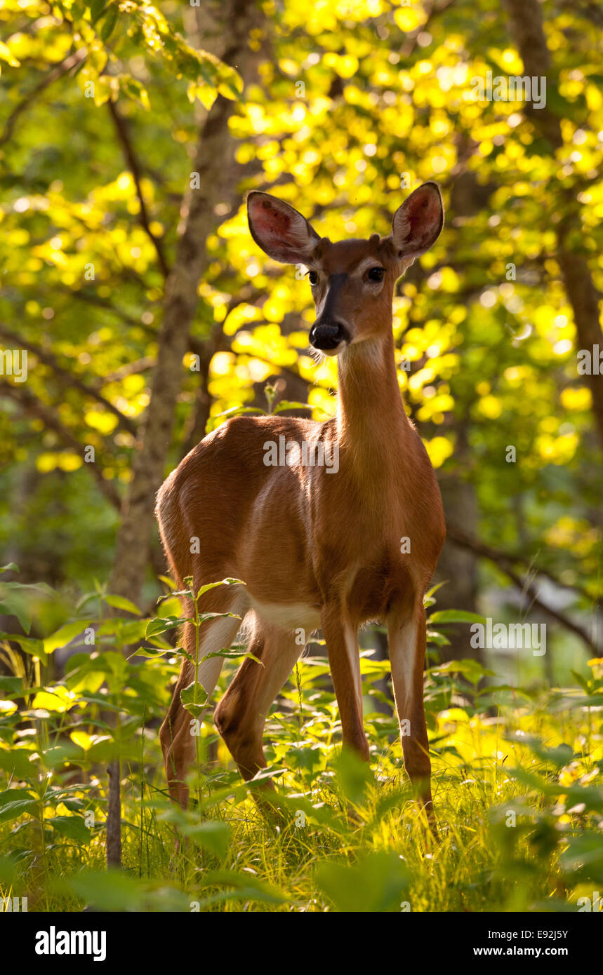 Backlit whitetail deer hi-res stock photography and images - Alamy