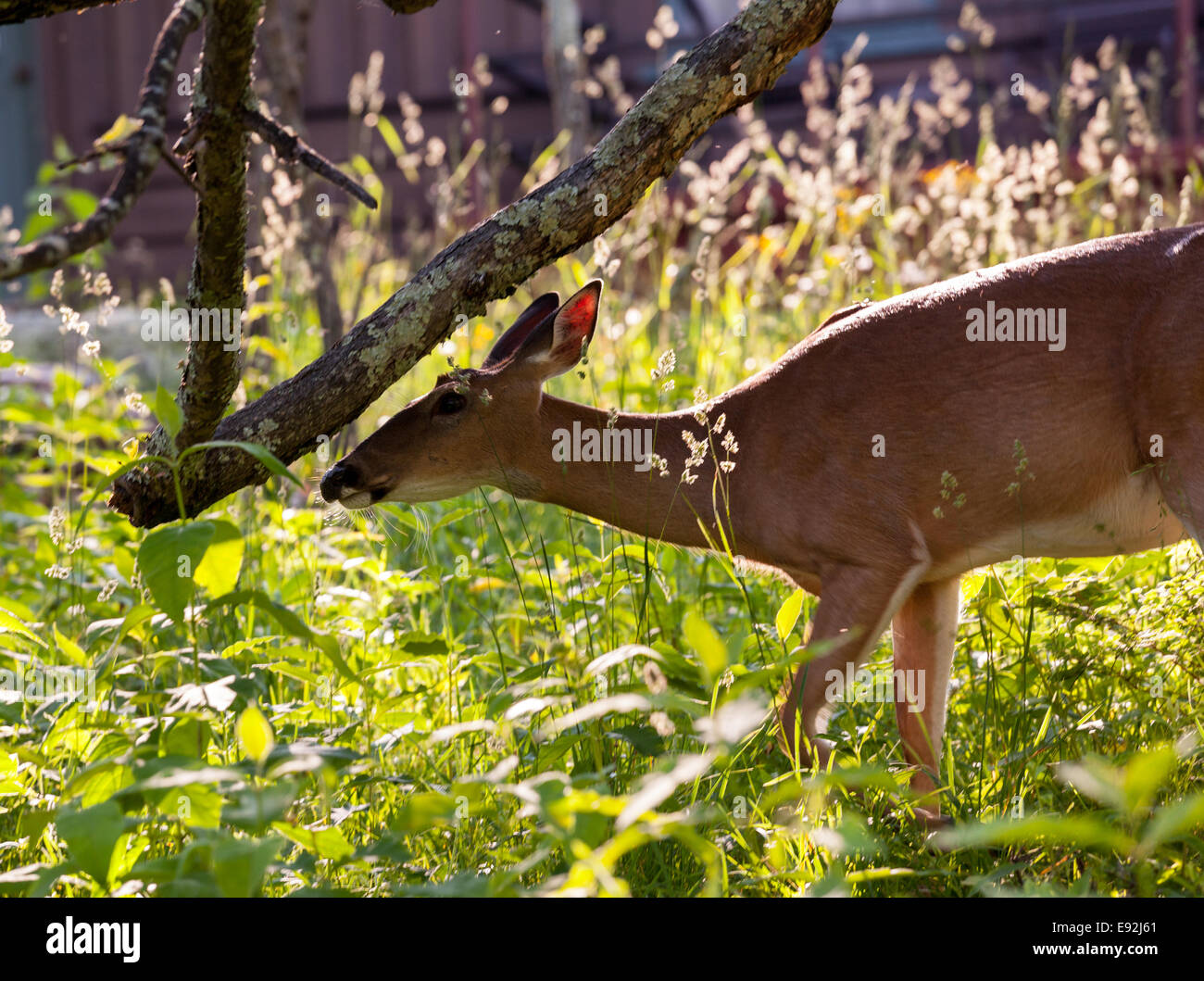 Backlit whitetail deer hi-res stock photography and images - Alamy