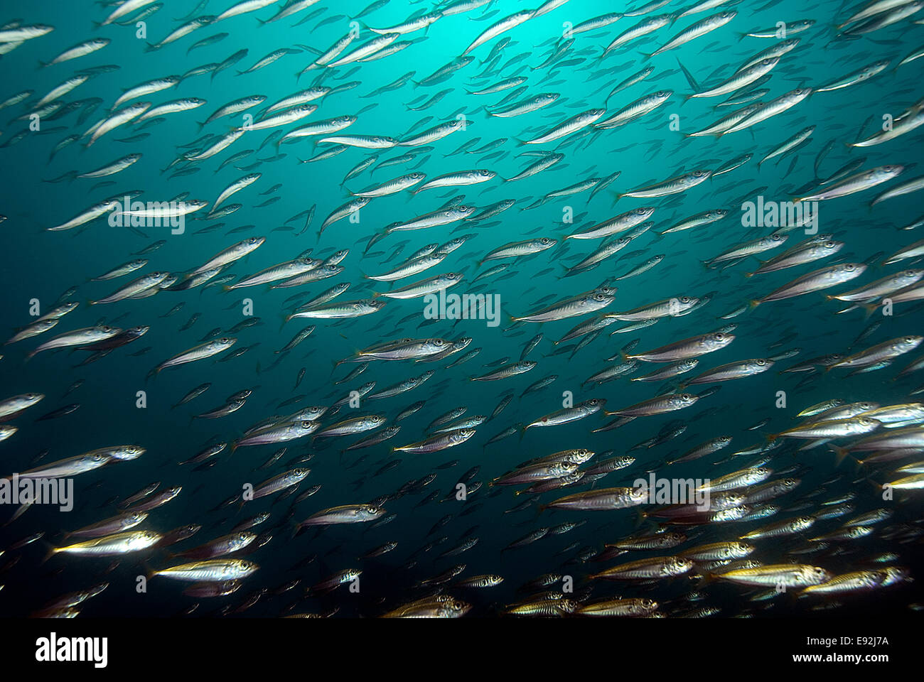 Sardine School of fish Stock Photo - Alamy