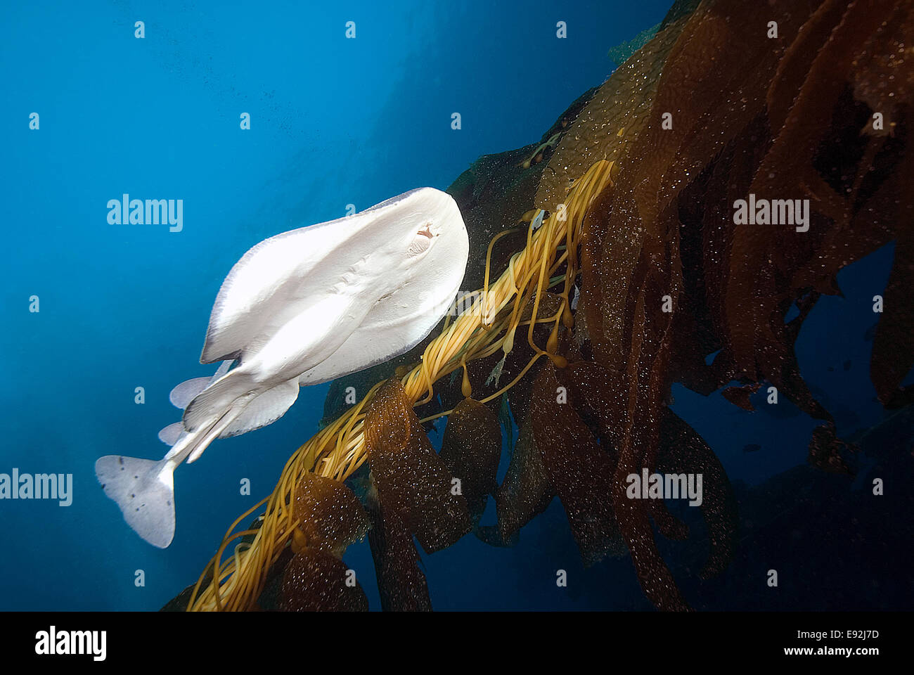Electric torpedo ray hi-res stock photography and images - Alamy