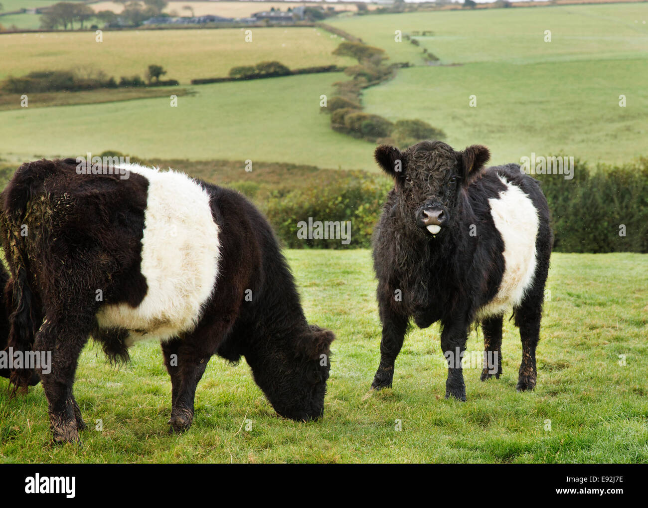 Belted Galloway beef cattle in the Cornish countryside Stock Photo - Alamy