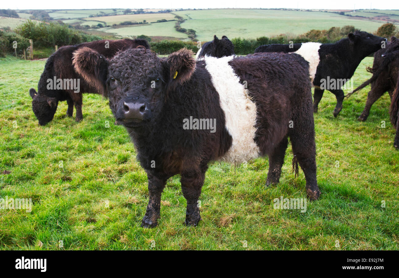 Belted Galloway beef cattle in the Cornish countryside Stock Photo - Alamy