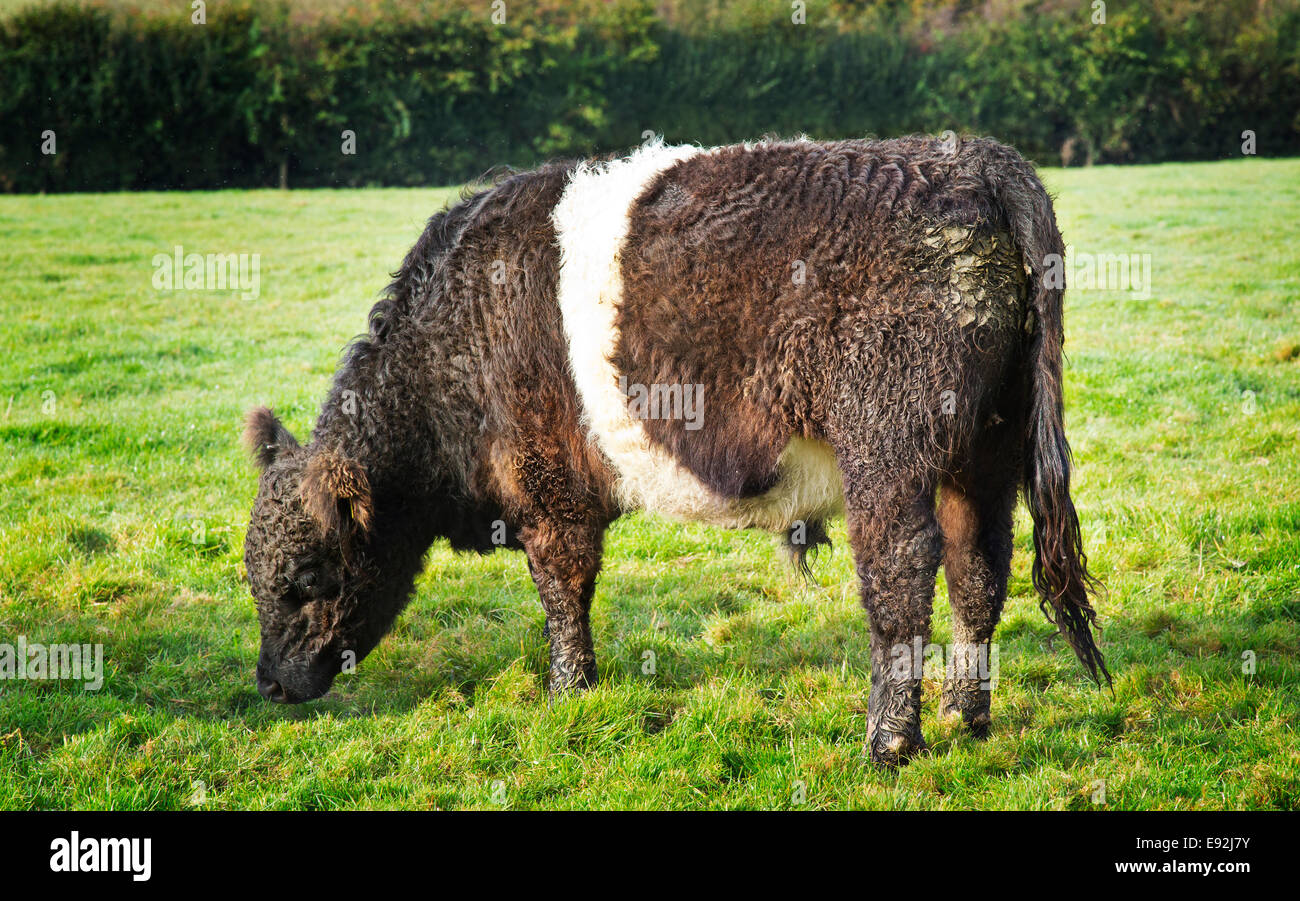 Belted Galloway beef steer Stock Photo - Alamy