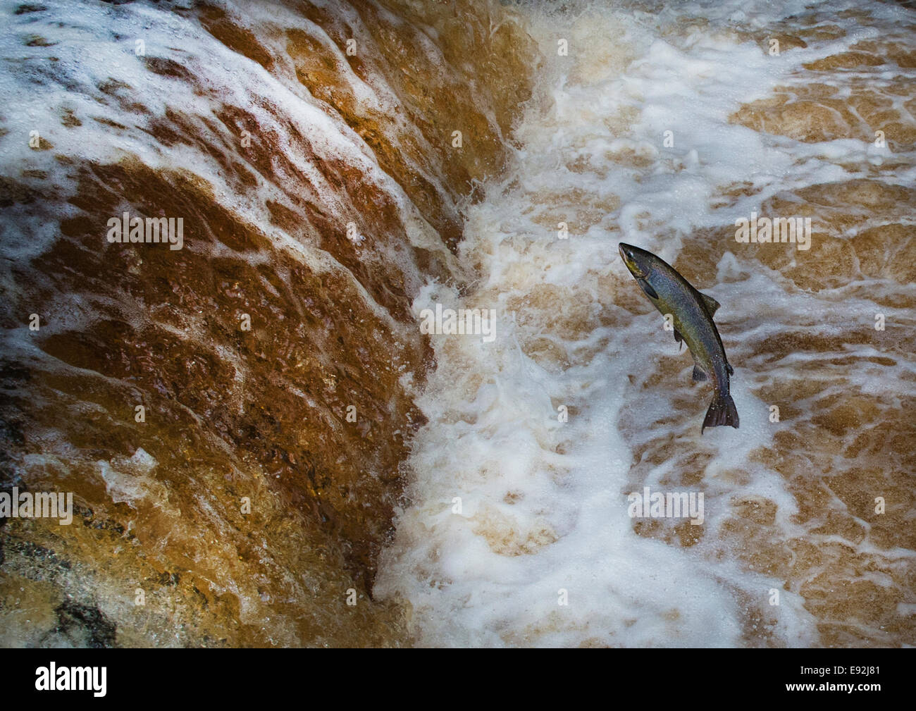 Salmon stainforth force hi-res stock photography and images - Alamy