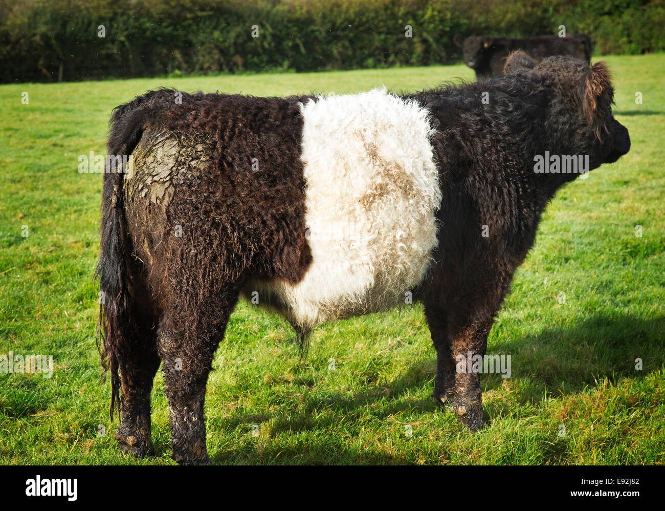 Galloway beef belted hi-res stock photography and images - Alamy