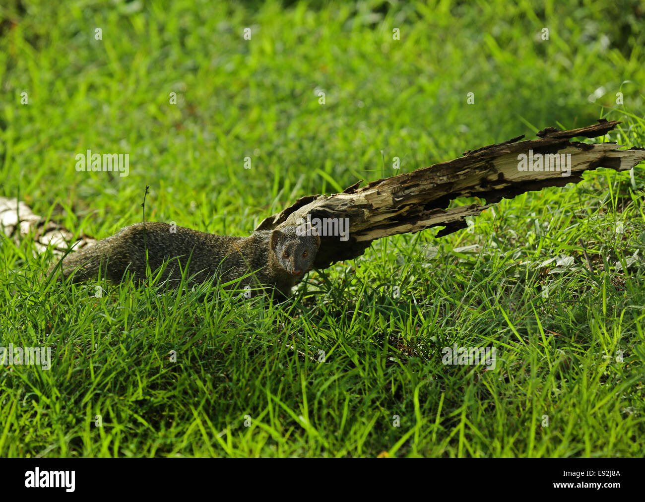 Mongoose africa teeth hi-res stock photography and images - Alamy