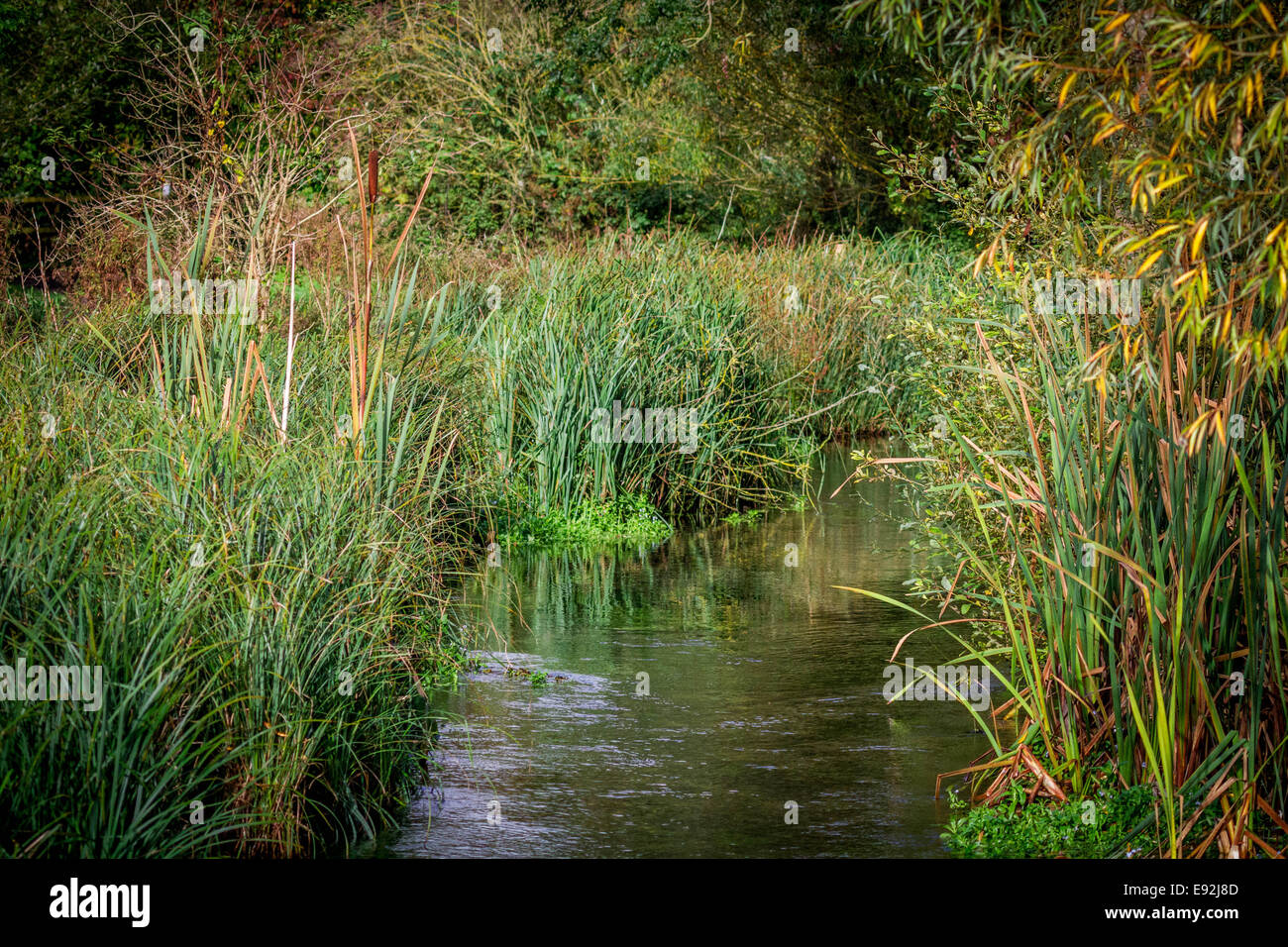 Bulrushes River High Resolution Stock Photography and Images - Alamy