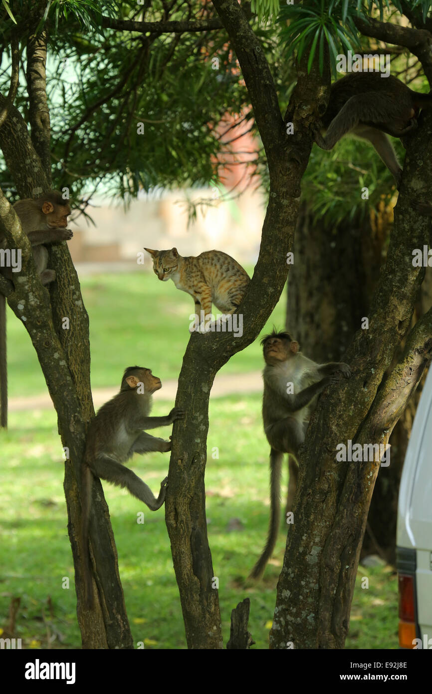cat and monkeys Stock Photo - Alamy