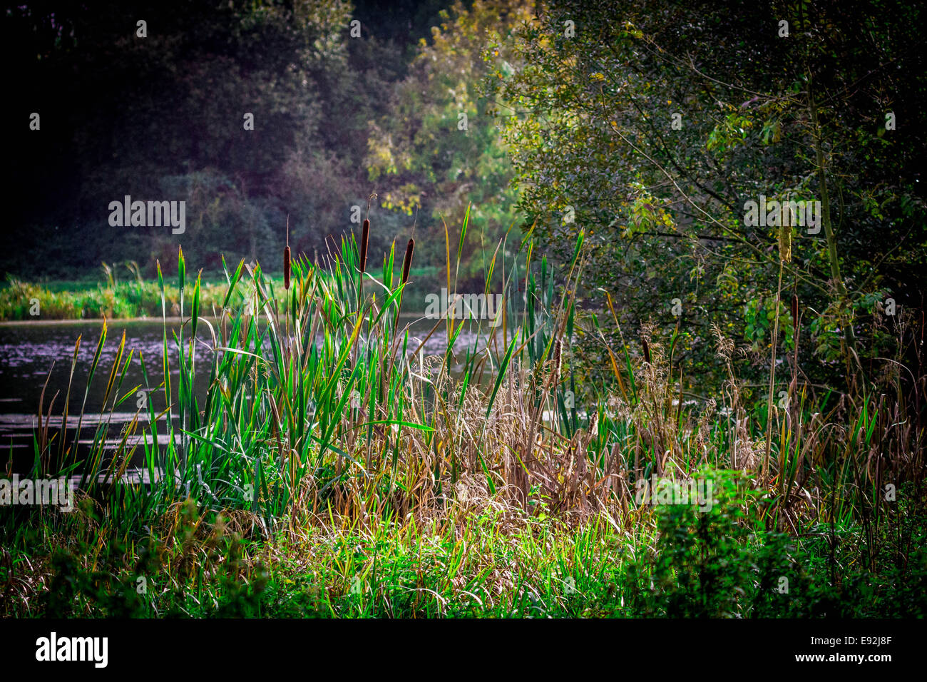Bulsrushes hi-res stock photography and images - Alamy