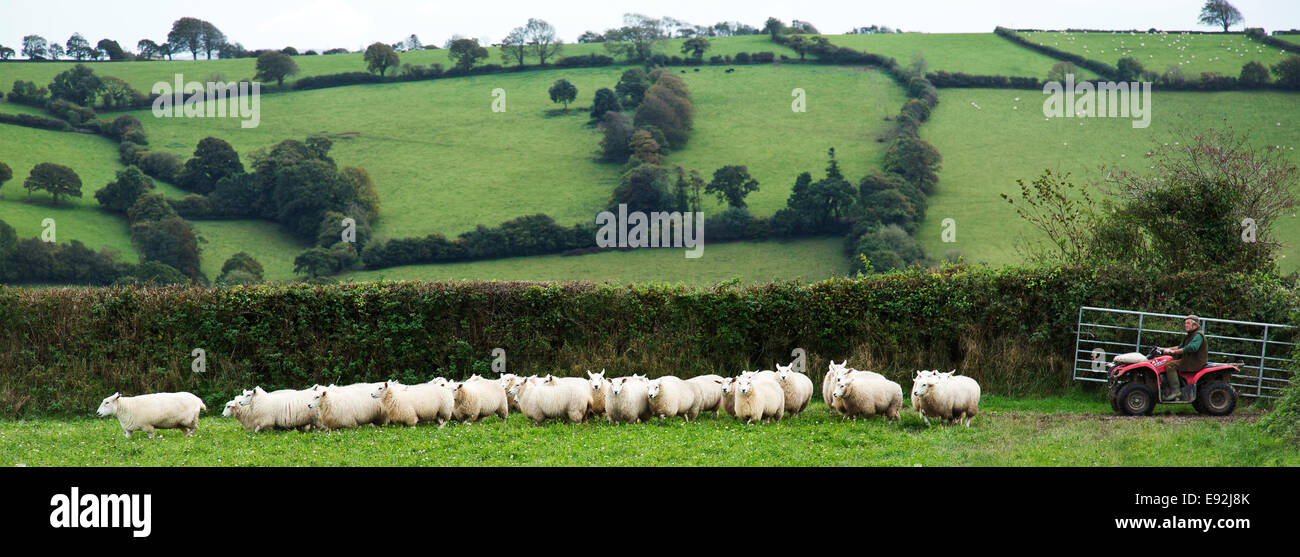 Lleyn sheep hi-res stock photography and images - Alamy
