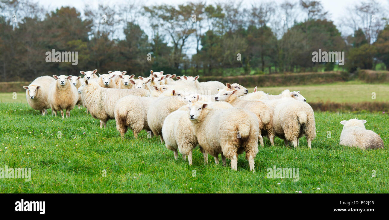 Sheep Bred For Wool High Resolution Stock Photography and Images - Alamy