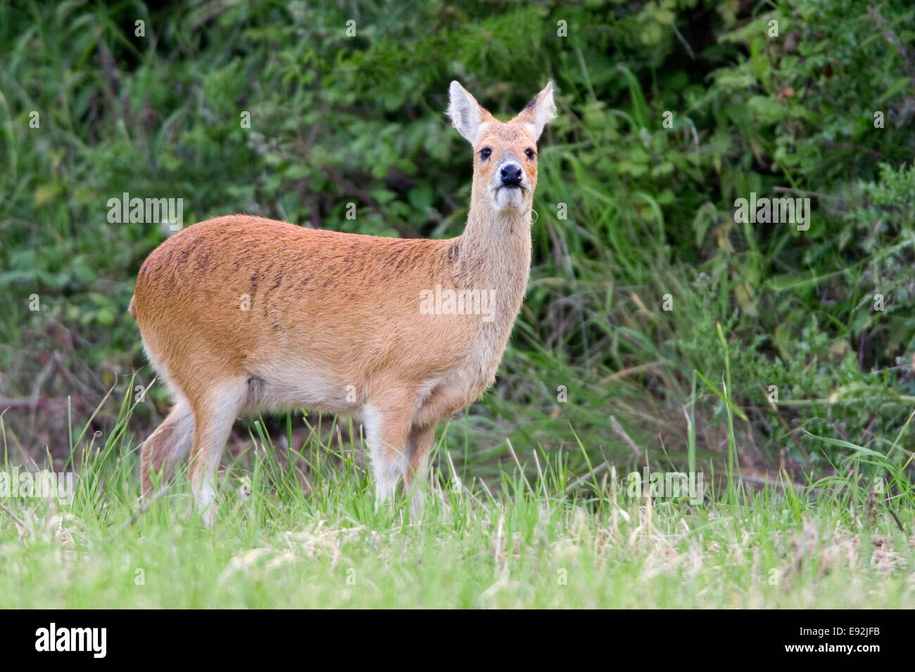 Chinese Water Deer - Hydropotes inermis Stock Photo - Alamy