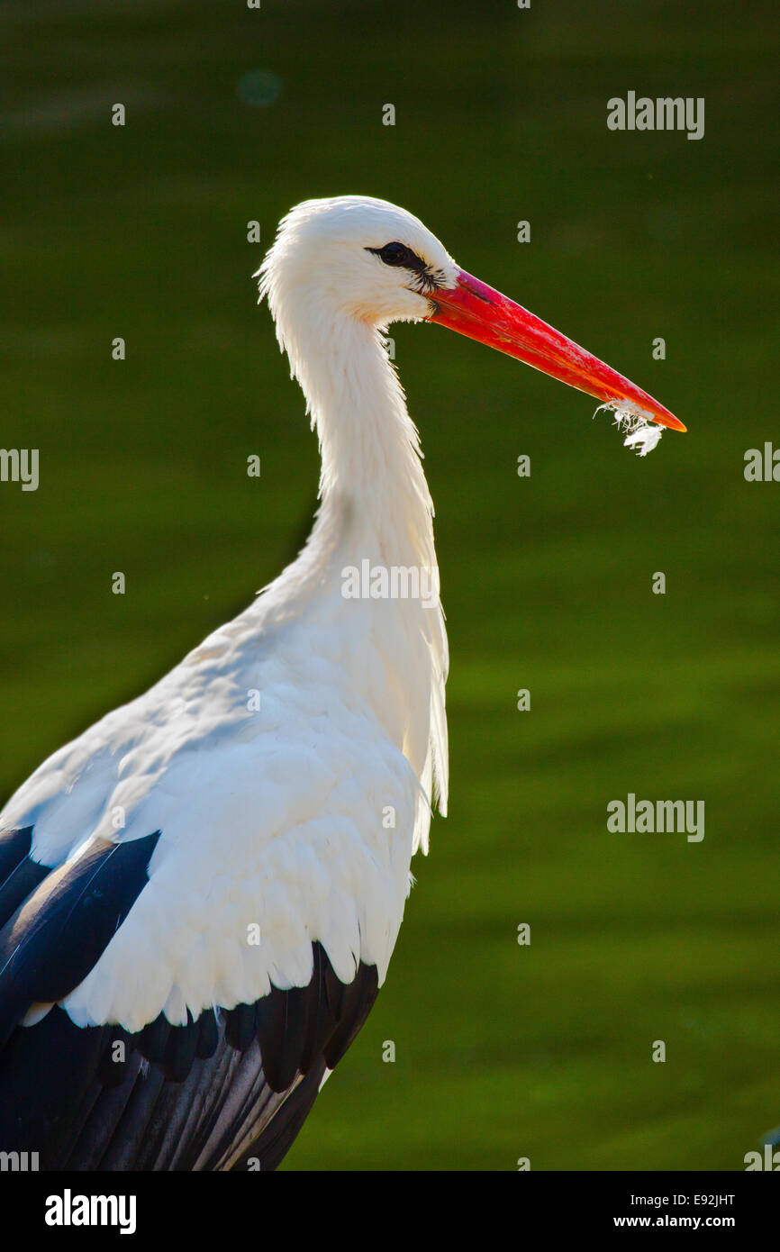 White stalk ciconia ciconia hi-res stock photography and images - Alamy