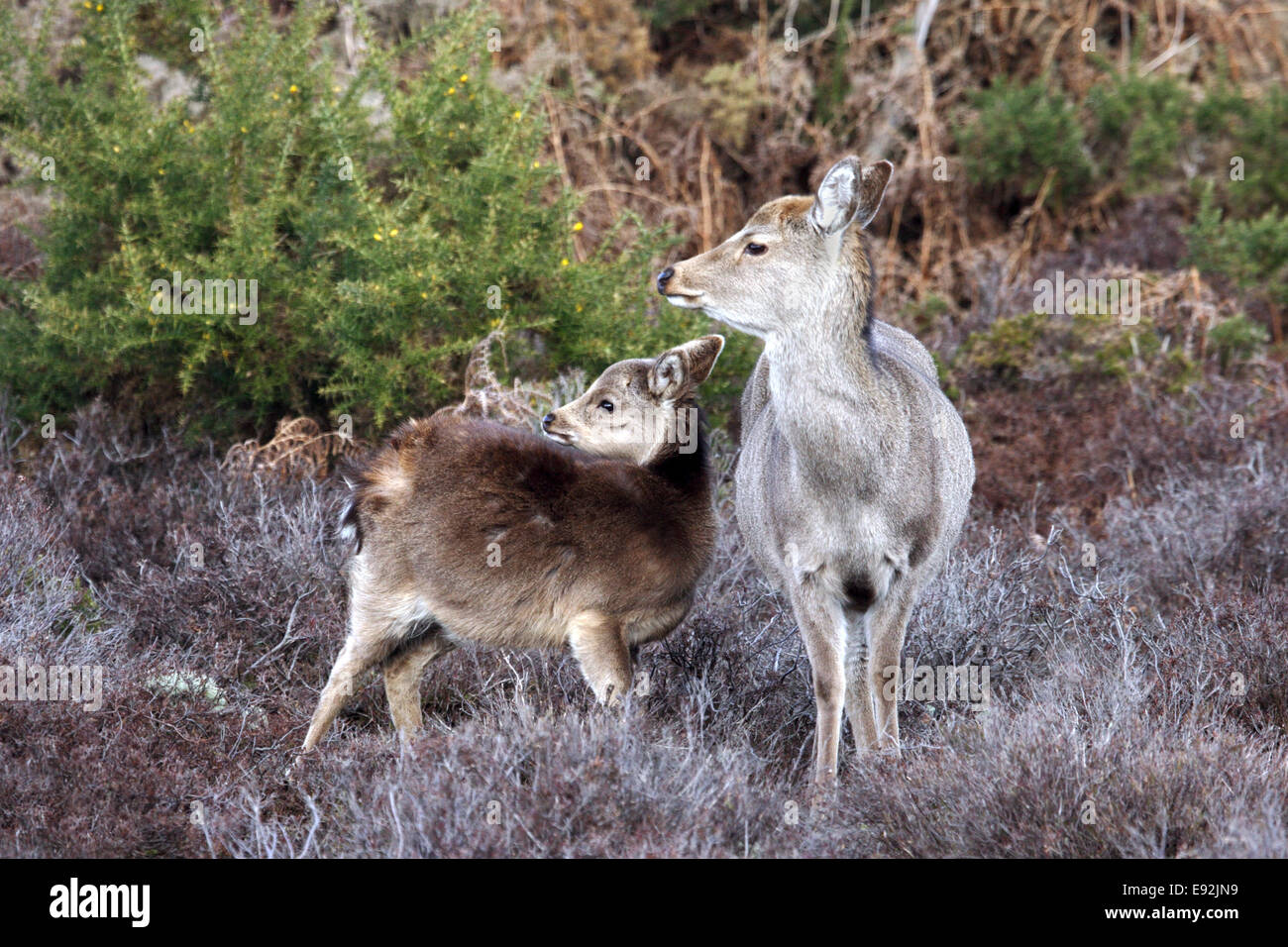 Sika Deer - Cervus nippon Stock Photo - Alamy