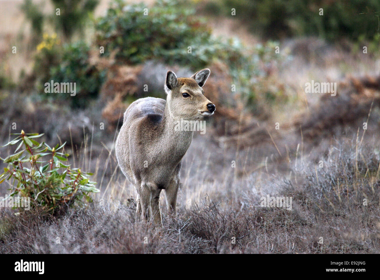 Sika Deer - Cervus nippon Stock Photo - Alamy