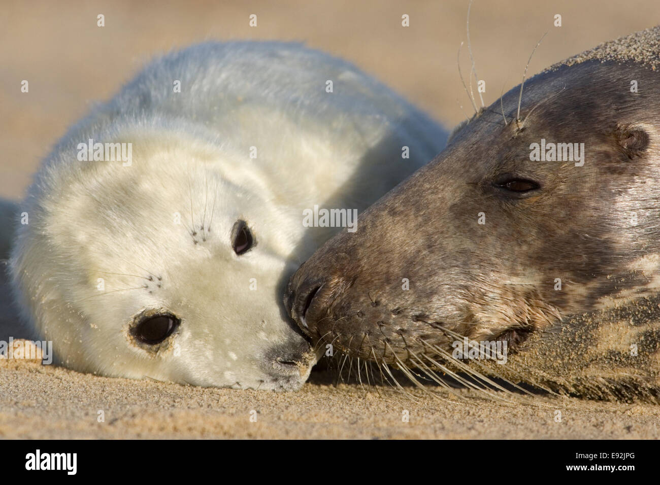 Two Seals Touch Noses High Resolution Stock Photography and Images - Alamy