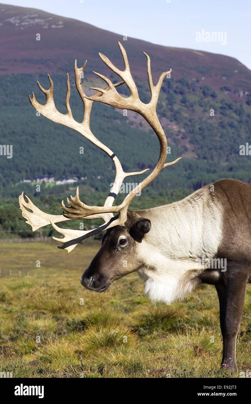 Reindeer - Rangifer tarandus Stock Photo - Alamy
