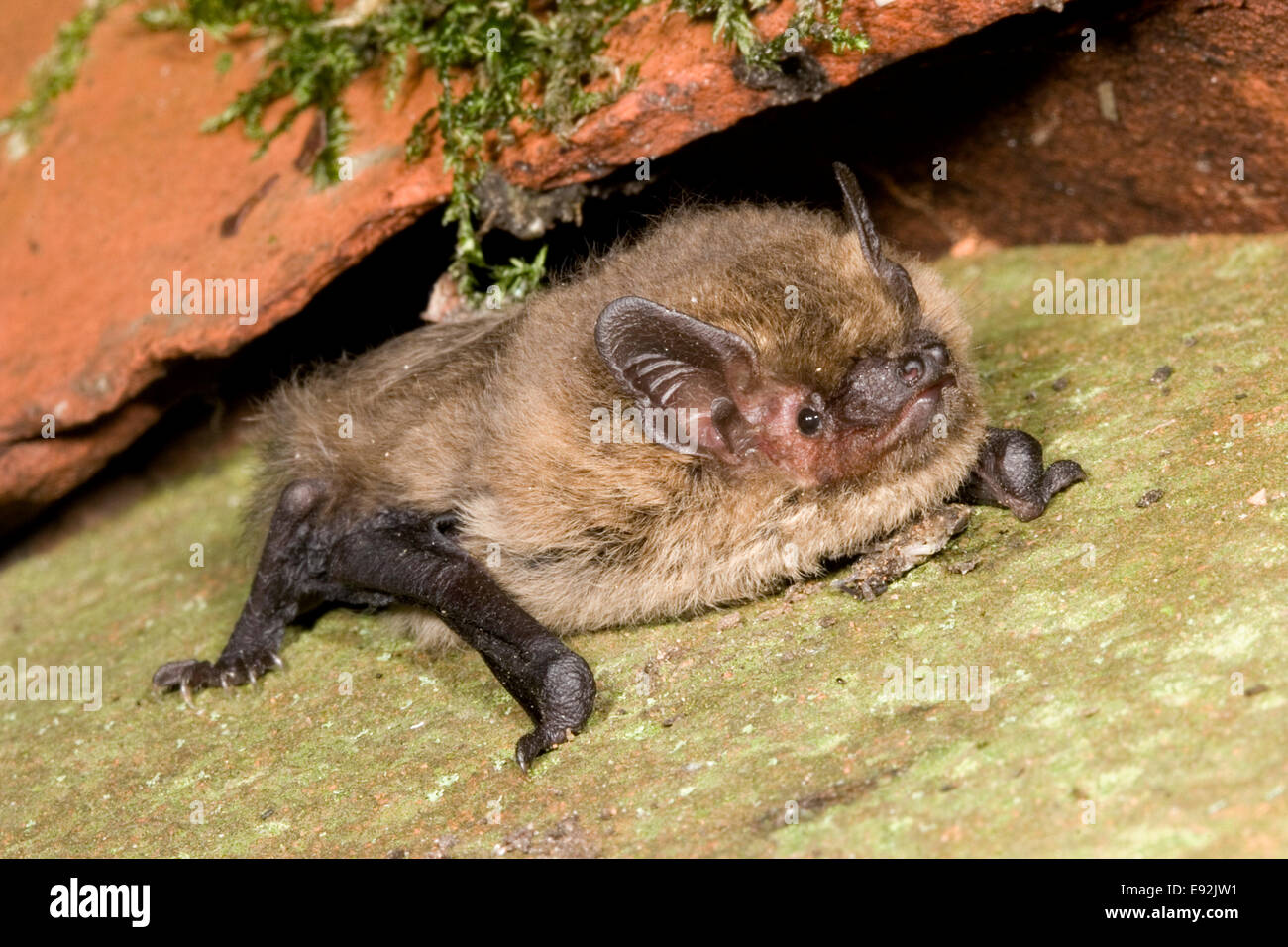 Common Pipistrelle Bat - Pipistrellus pipistrellus Stock Photo - Alamy