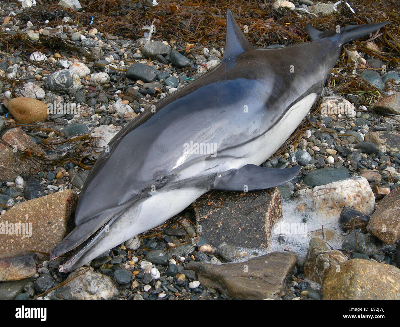 Beached dolphin hi-res stock photography and images - Alamy
