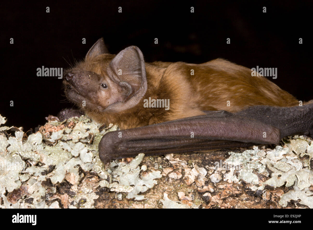 Noctule Bat - Nyctalus noctula Stock Photo - Alamy