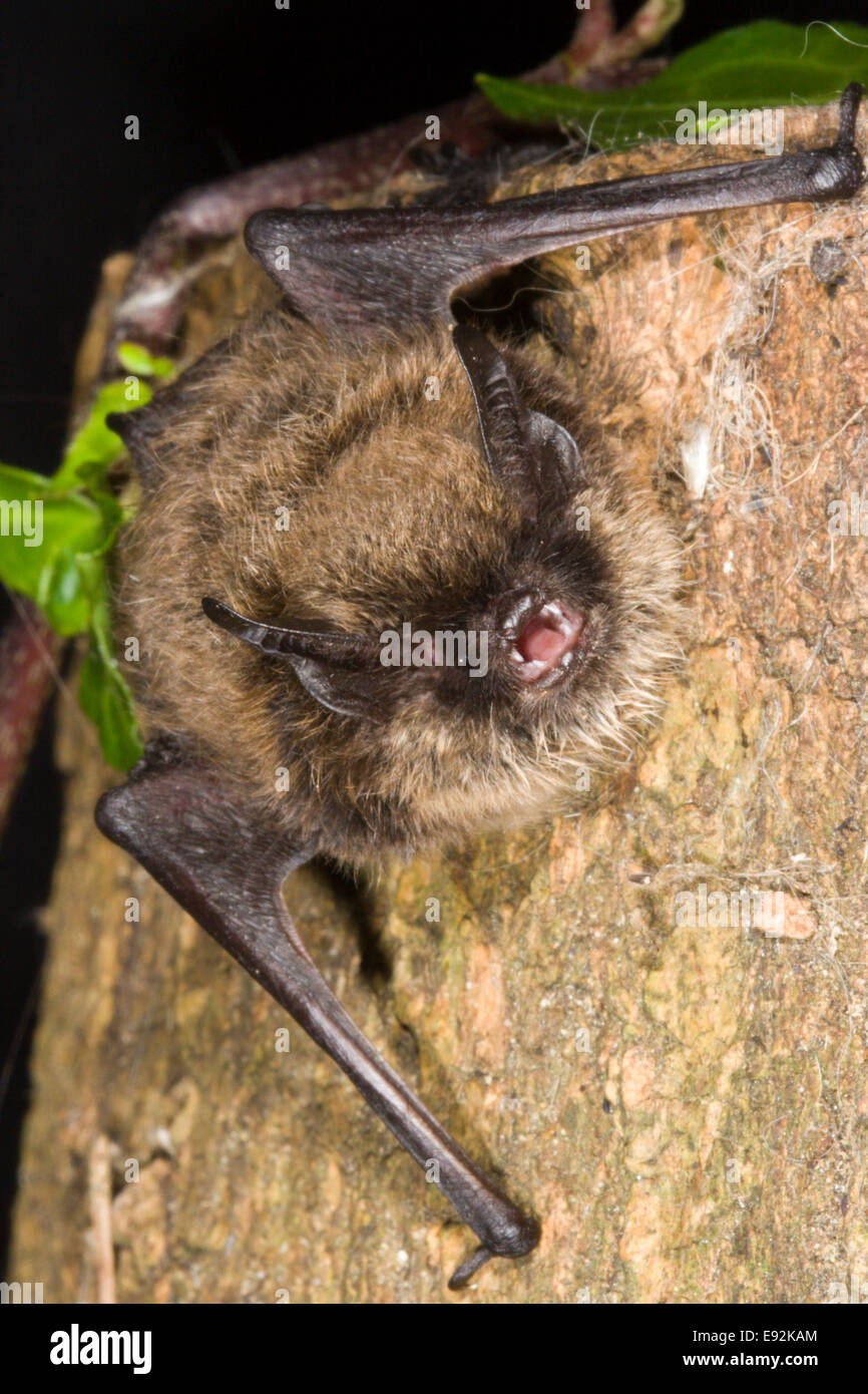 Mystacinus hi-res stock photography and images - Alamy