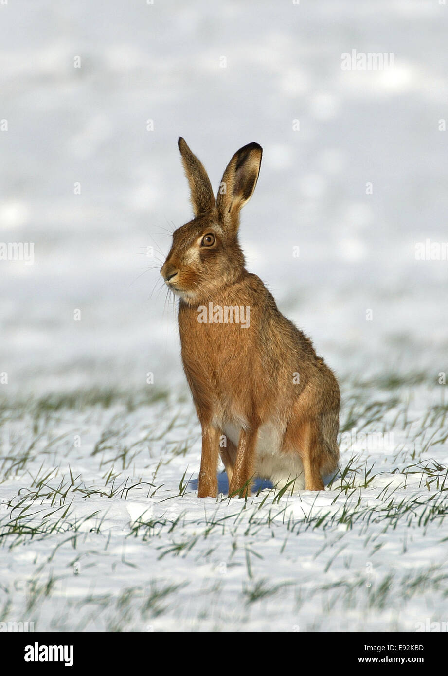 Hare lepus europaeus portrait hi-res stock photography and images - Alamy
