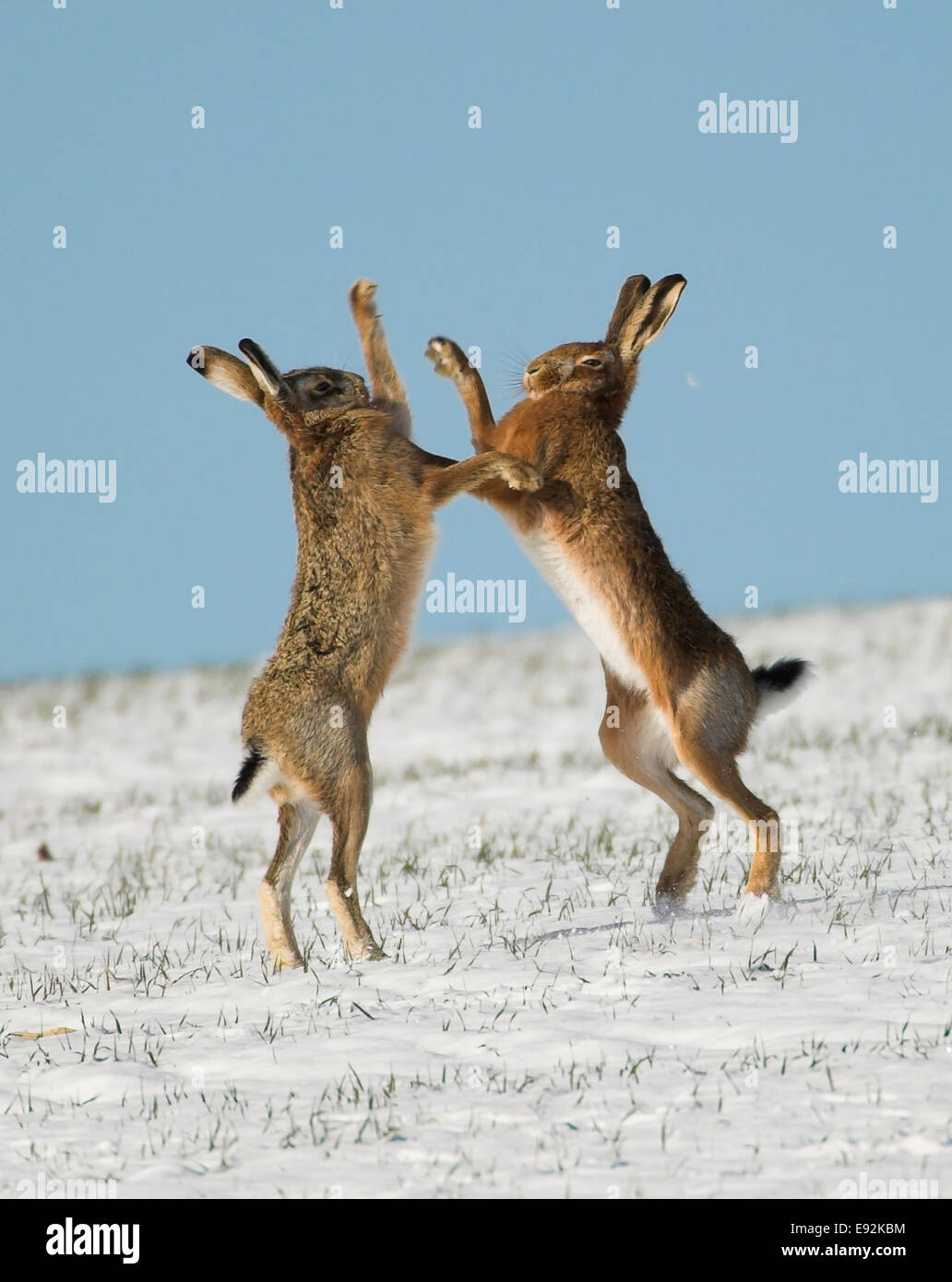Brown Hare - Lepus europaeus Stock Photo - Alamy