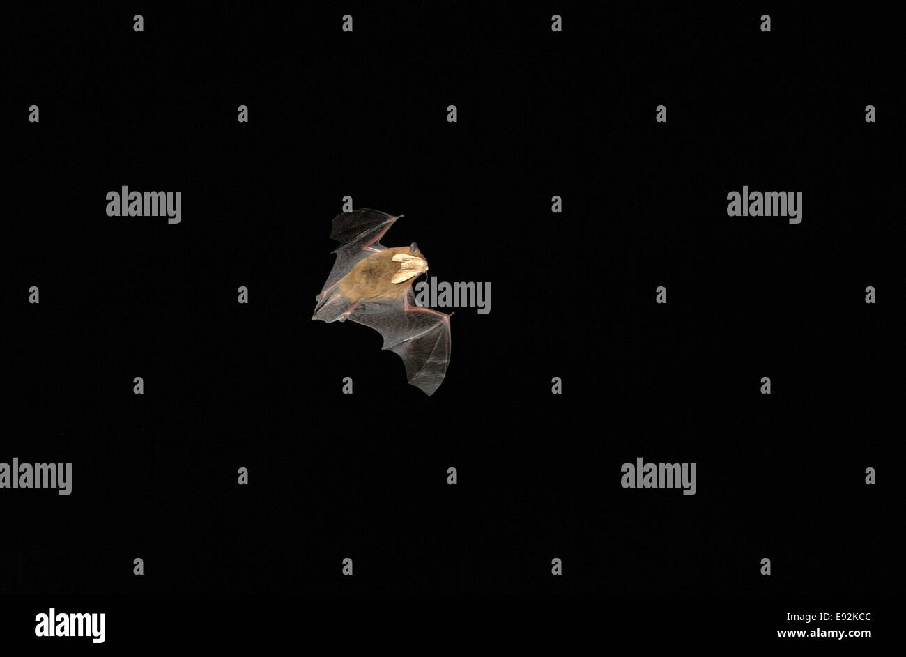 Common pipistrelle in flight hi-res stock photography and images - Alamy