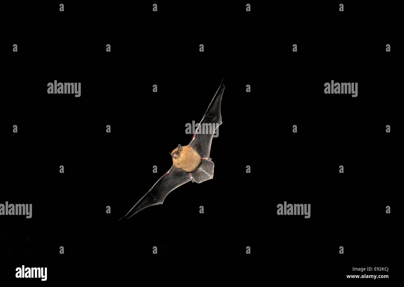 Common Pipistrelle Bat - Pipistrellus pipistrellus Stock Photo - Alamy