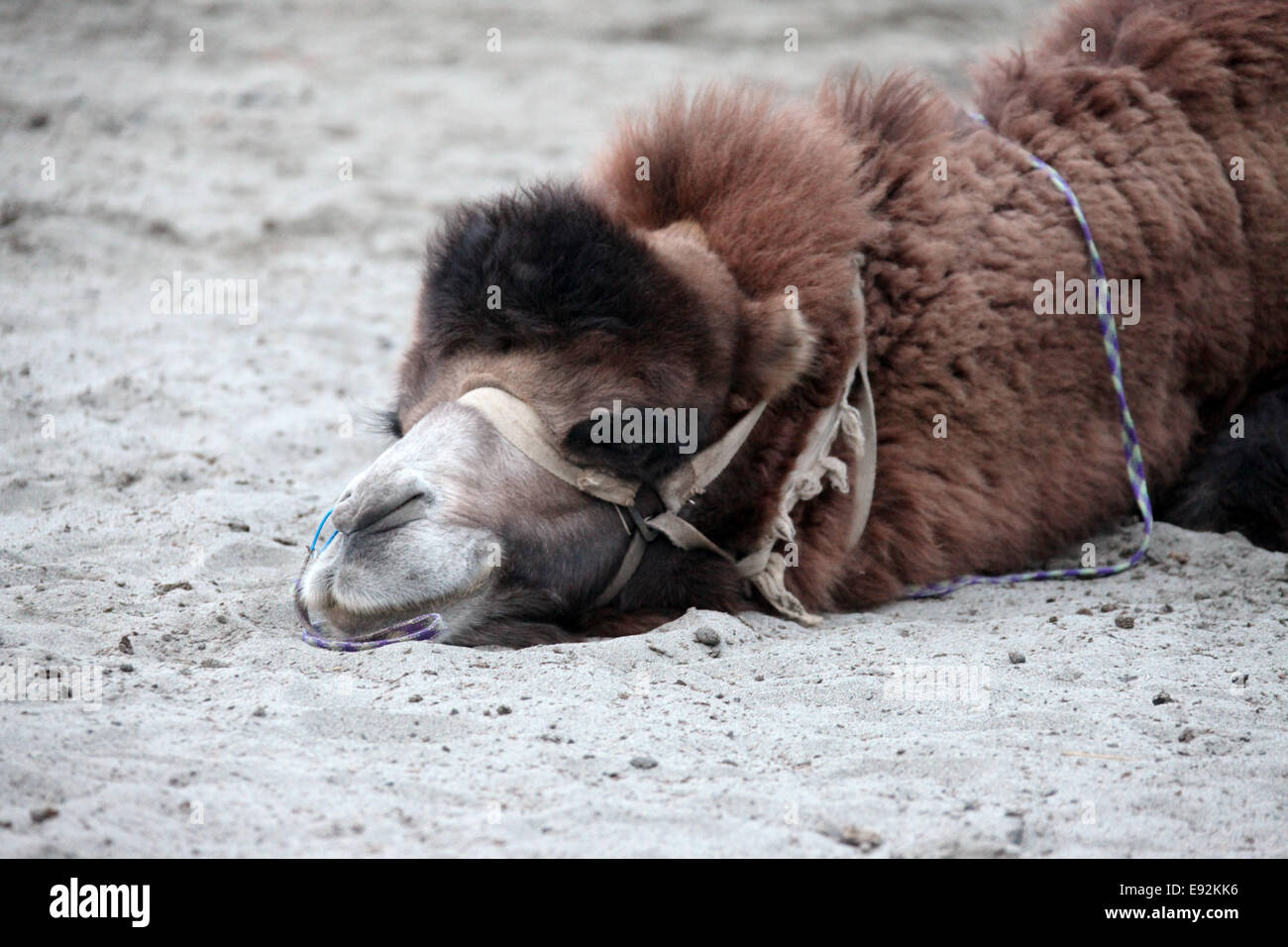 Bactrian Camel in the Nubra Valley in Ladakh Stock Photo - Alamy